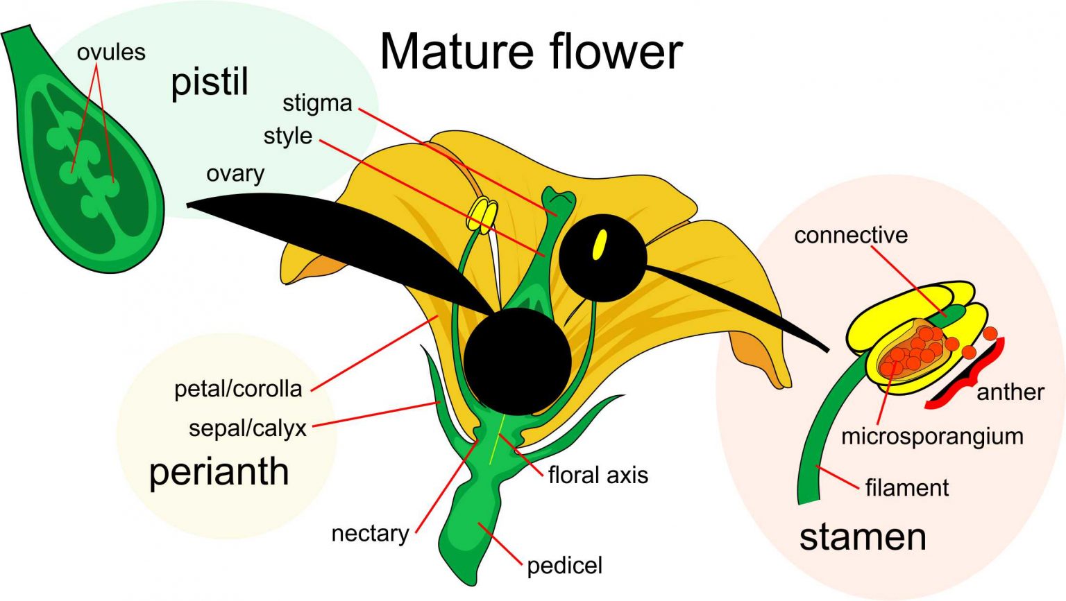 Perianths and Tepals - 2020/12 Life in a Dol house - Perianths and Tepals